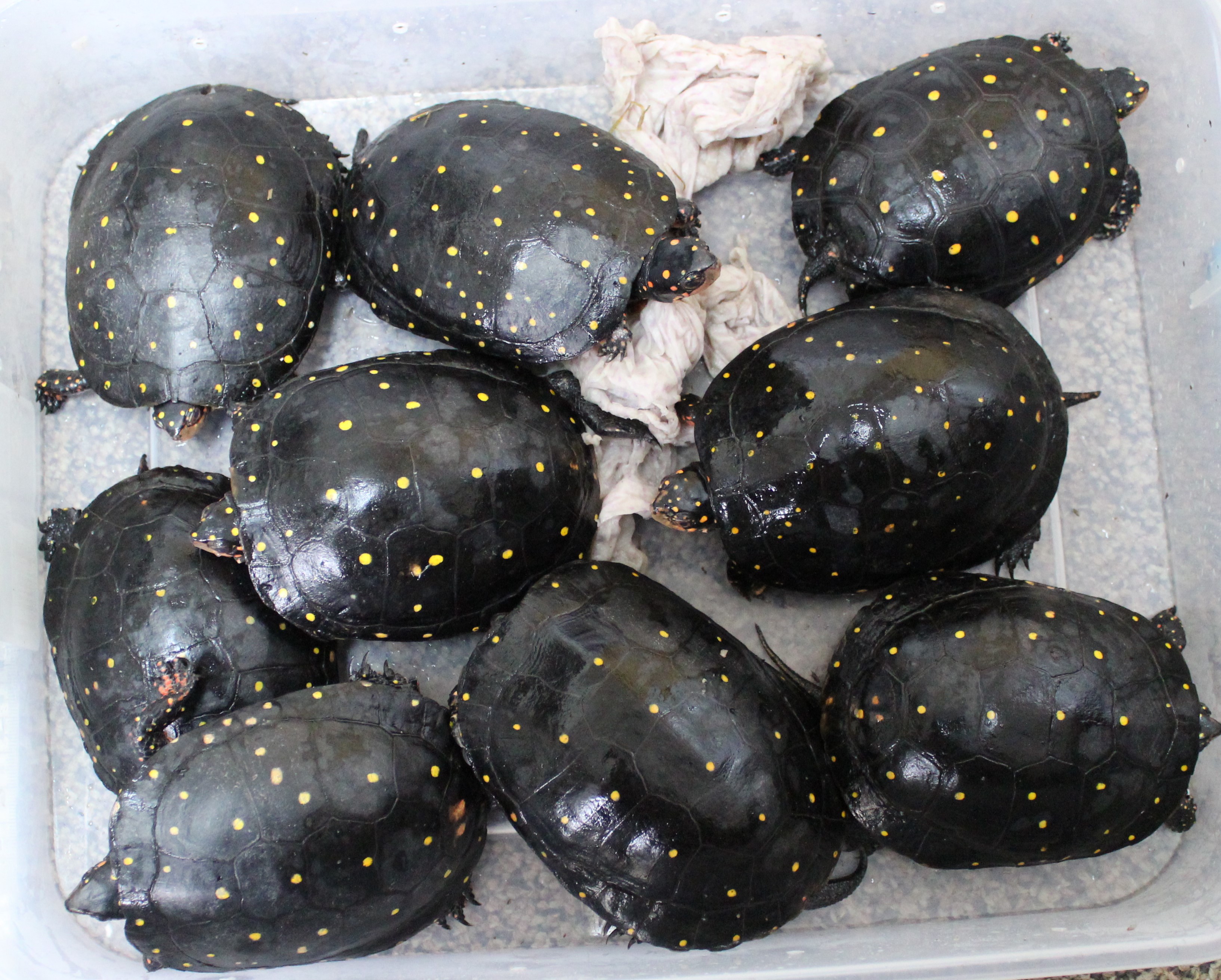 Spotted-turtles-in-tub_USFWS - edited.JPG | FWS.gov